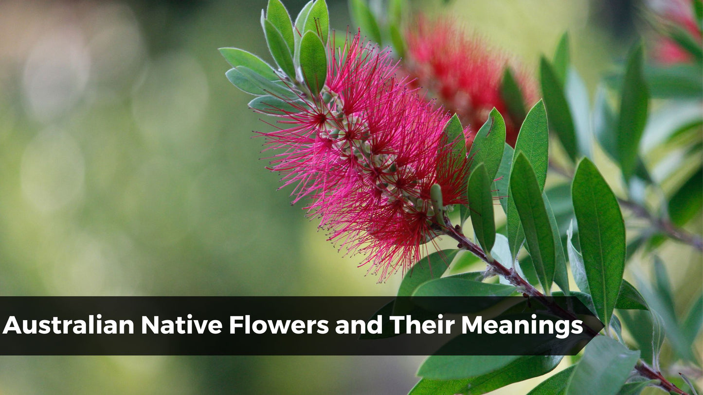Australian Native Flowers and Their Meanings | Explore Australian Flor ...