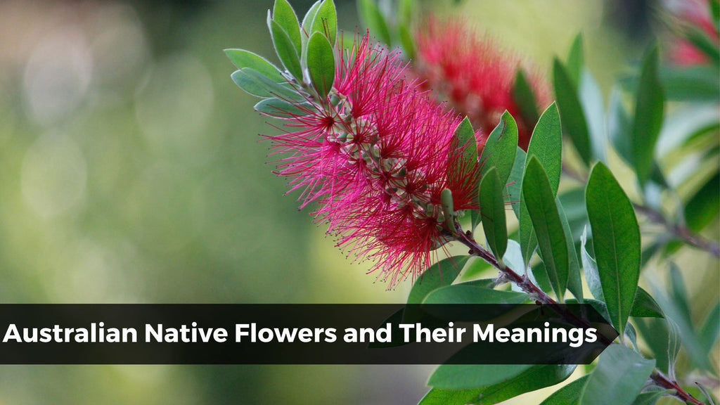 Australian Native Flowers and Their Meanings | Explore Australian Flor ...