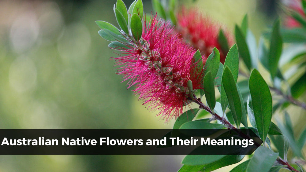 Australian Native Flowers And Their Meanings Explore Australian Flor